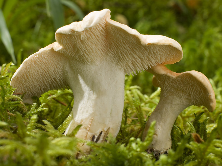 Hemsedal | Sopp og bærtur