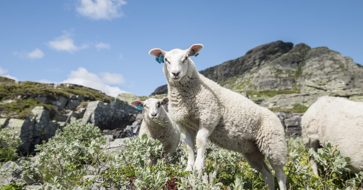 Hemsedal | Sauesanking pågår i september - vis hensyn